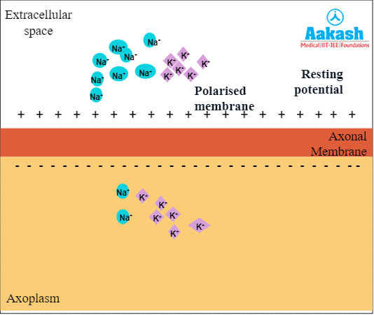 Synapse: Meaning, Types & Transmission of Impulse | AESL